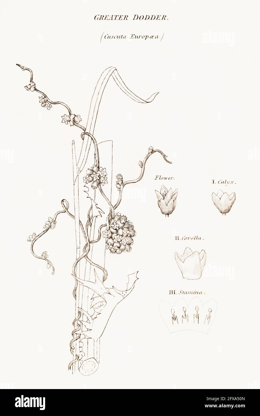Copperplate botanical illustration of Greater Dodder / Cuscuta europaea ...