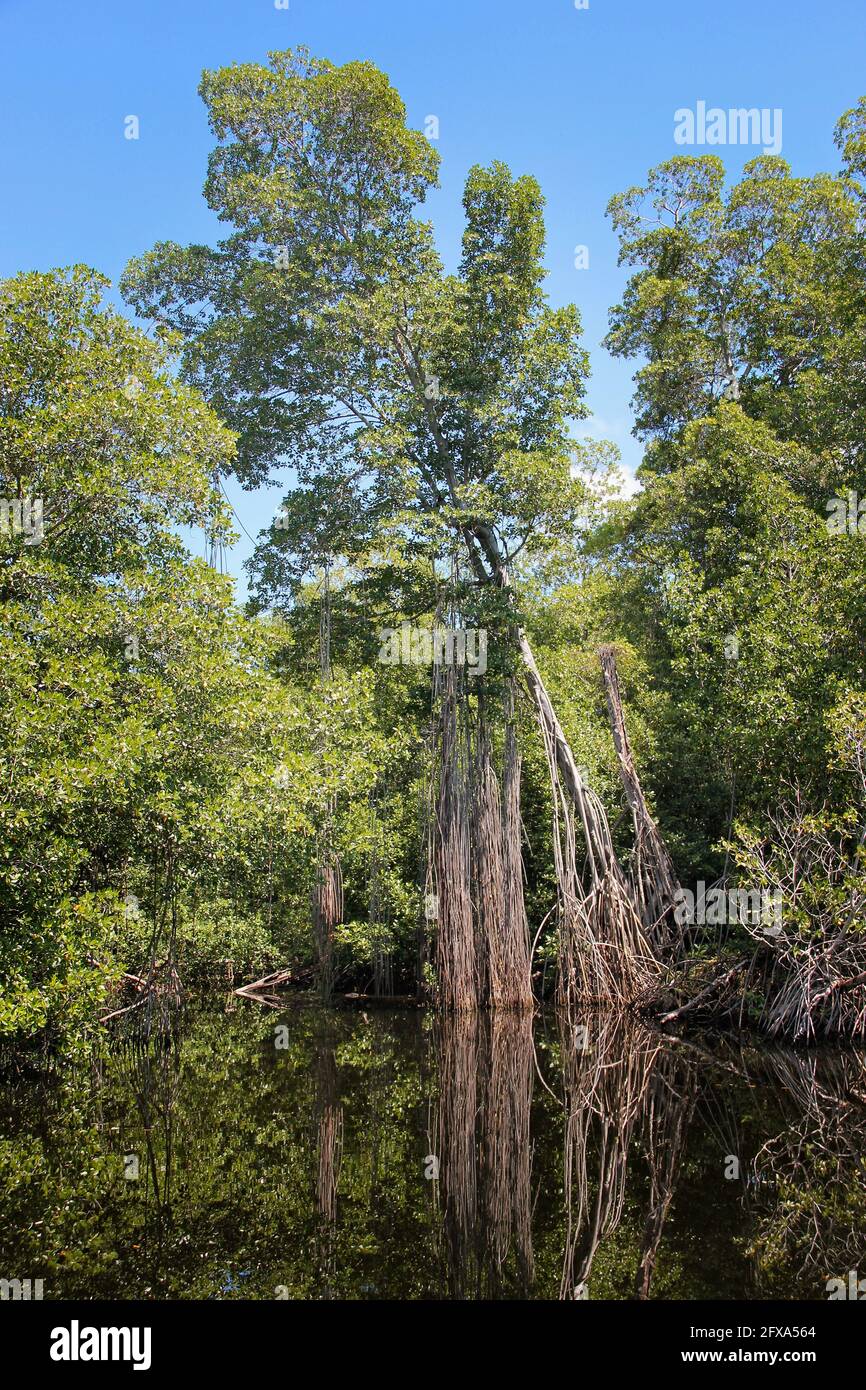 The broad river close to Black River in Jamaica, exotic landscape in ...