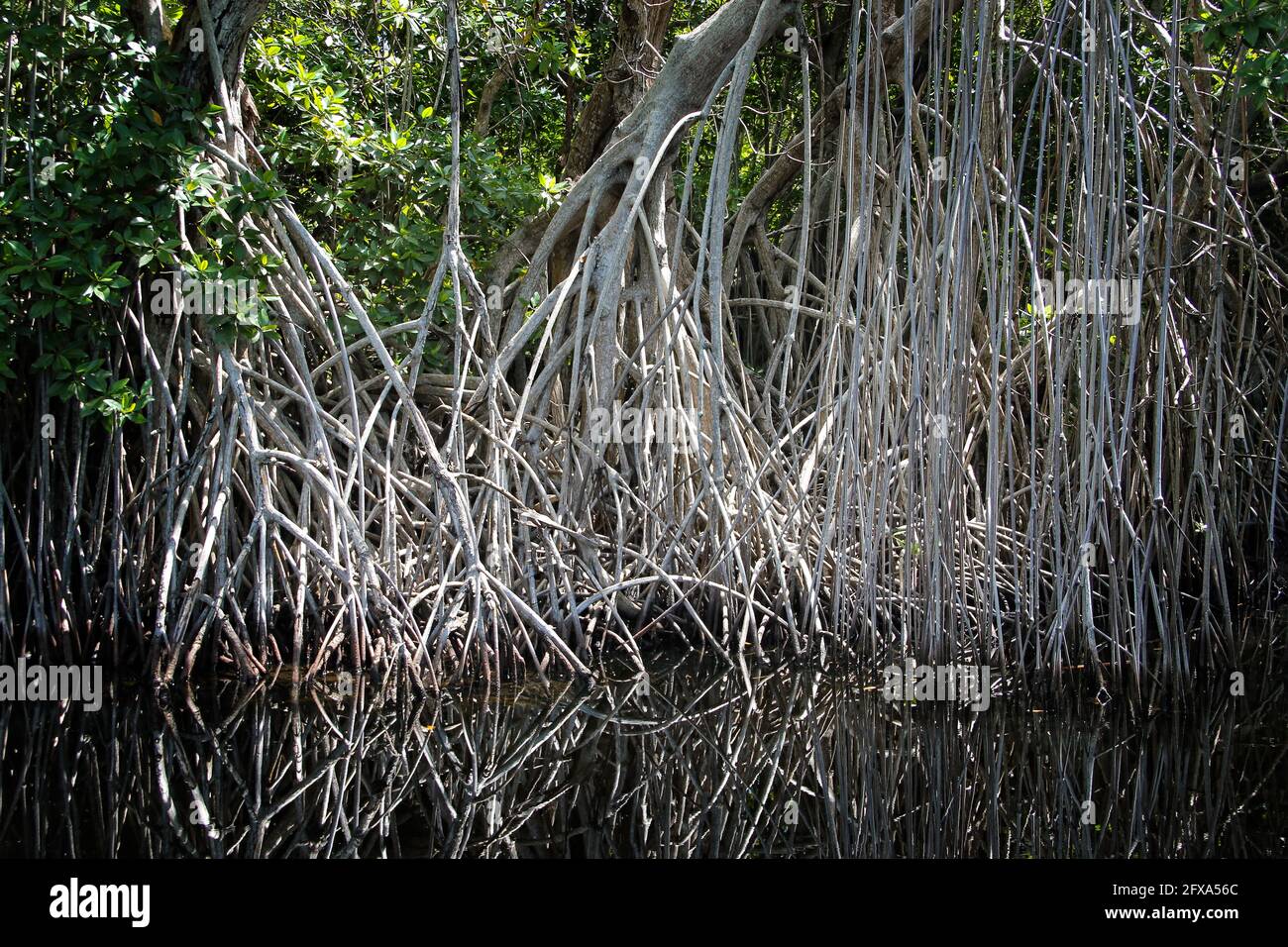 The broad river close to Black River in Jamaica, exotic landscape in ...