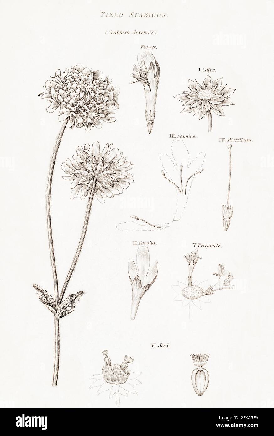 Scabiosa arvensis botanical illustration hi-res stock photography and ...