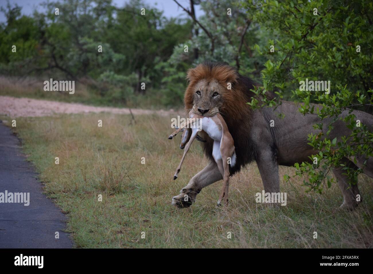 The lion makes off with an impala in its mouth. KRUGER NATIONAL PARK ...