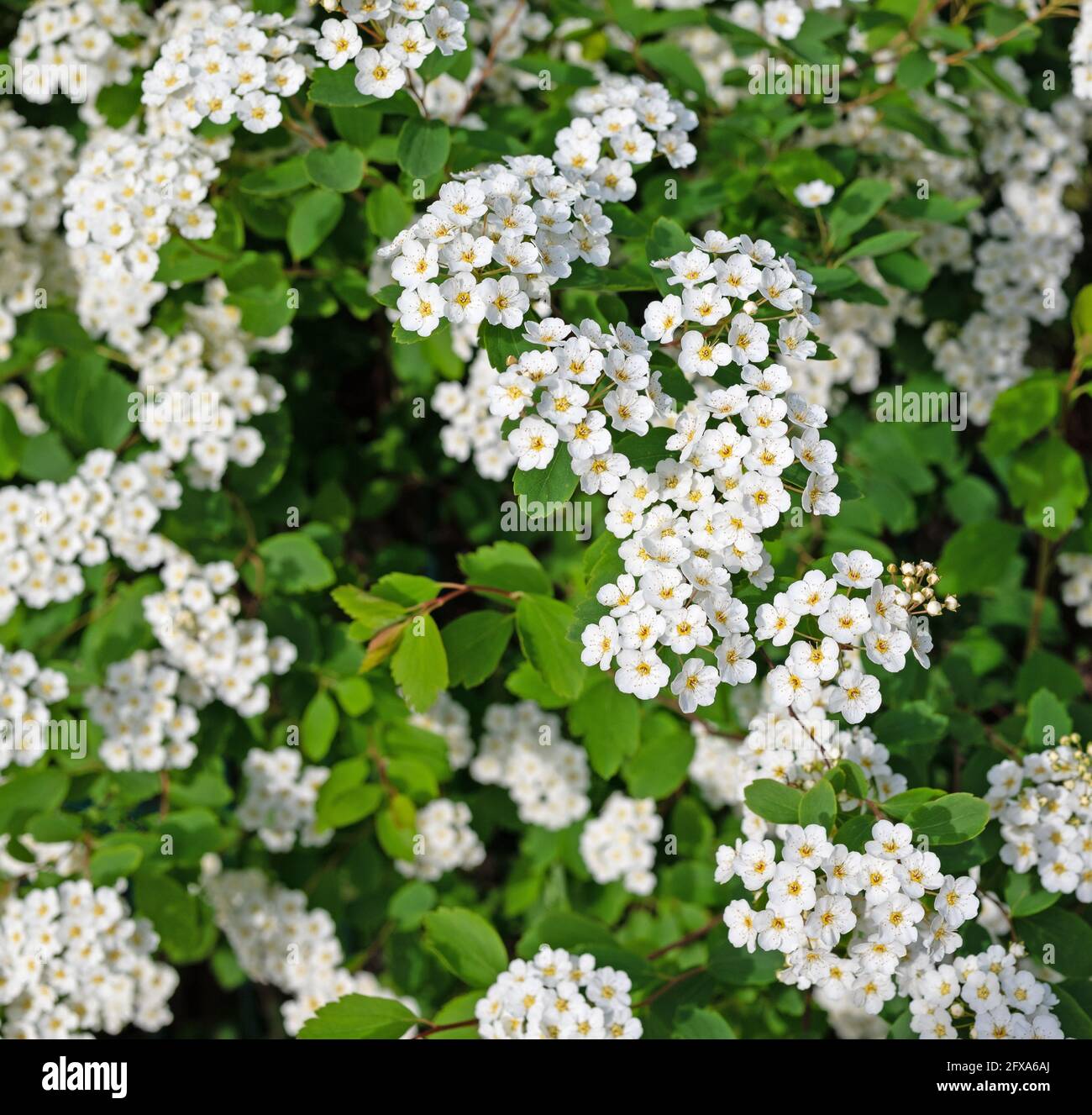 Spier plant hi-res stock photography and images - Alamy