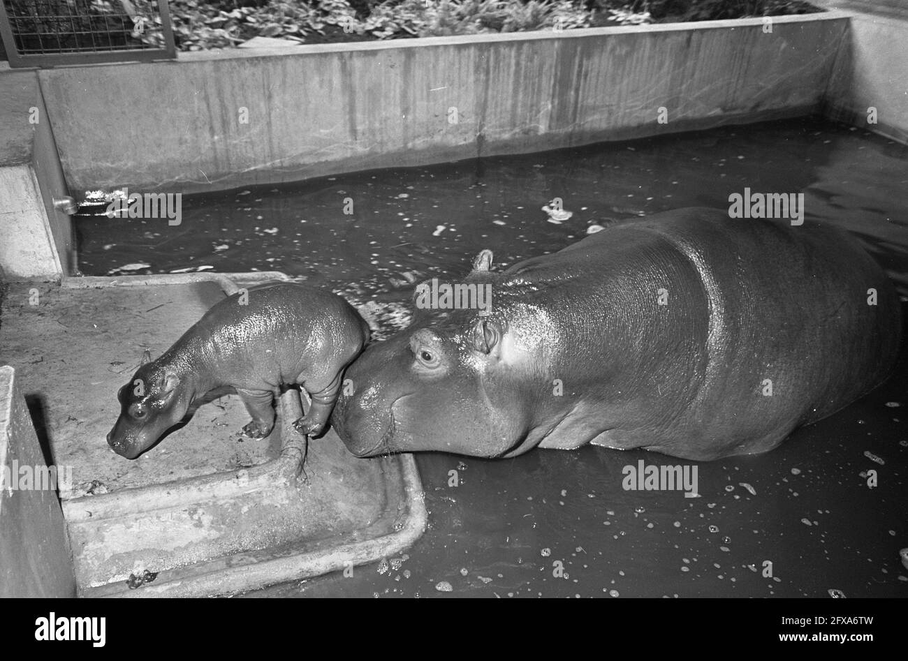 zoos, hippos, young animals, animals, Hippo, Tanja, June 23, 1967 ...