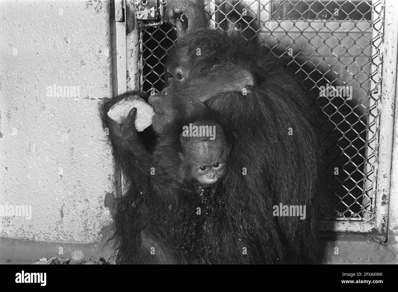 Human zoos 20th century Black and White Stock Photos & Images - Alamy