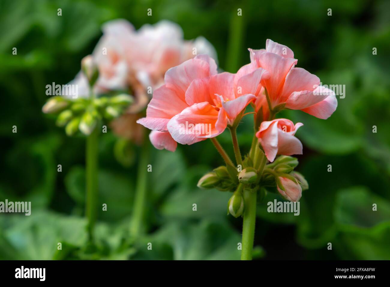 Pelargoniums hi-res stock photography and images - Alamy