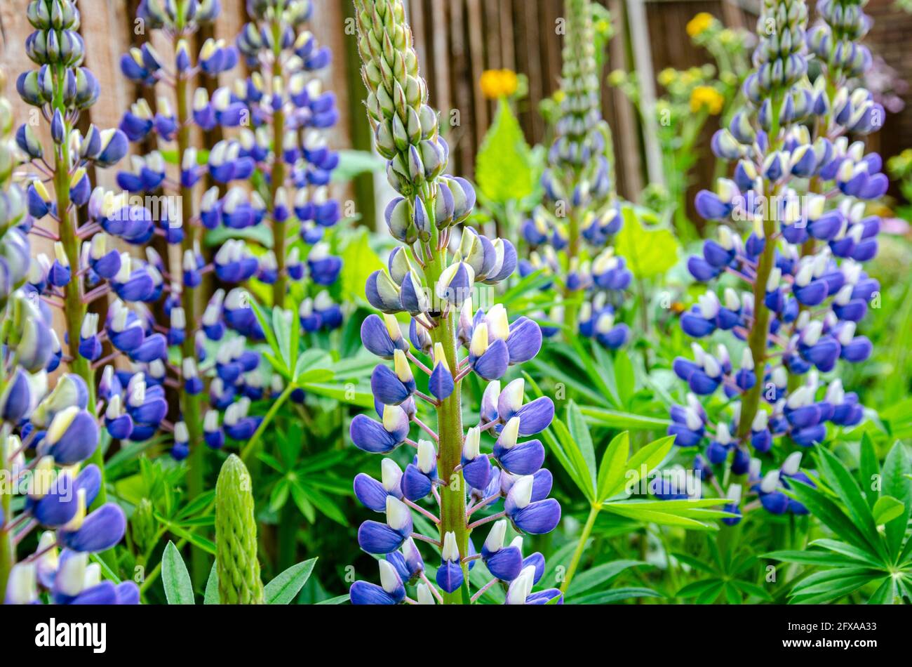 Purple lupin flowers, colourful spikes rising above the leaves of the ...