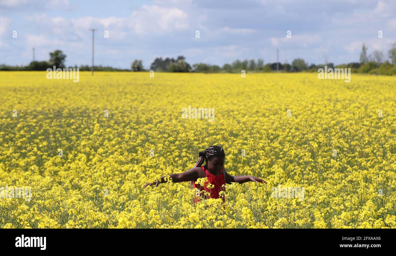 Isabella Fayeun, aged seven, enjoys a walk through an oil seed rape ...