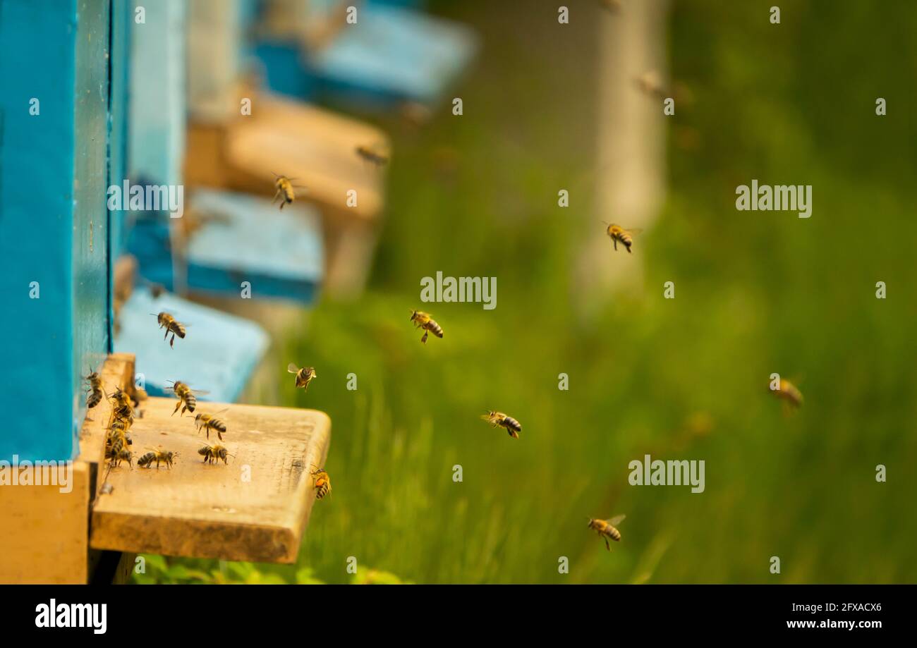 Black bees hive entrance hi-res stock photography and images - Alamy