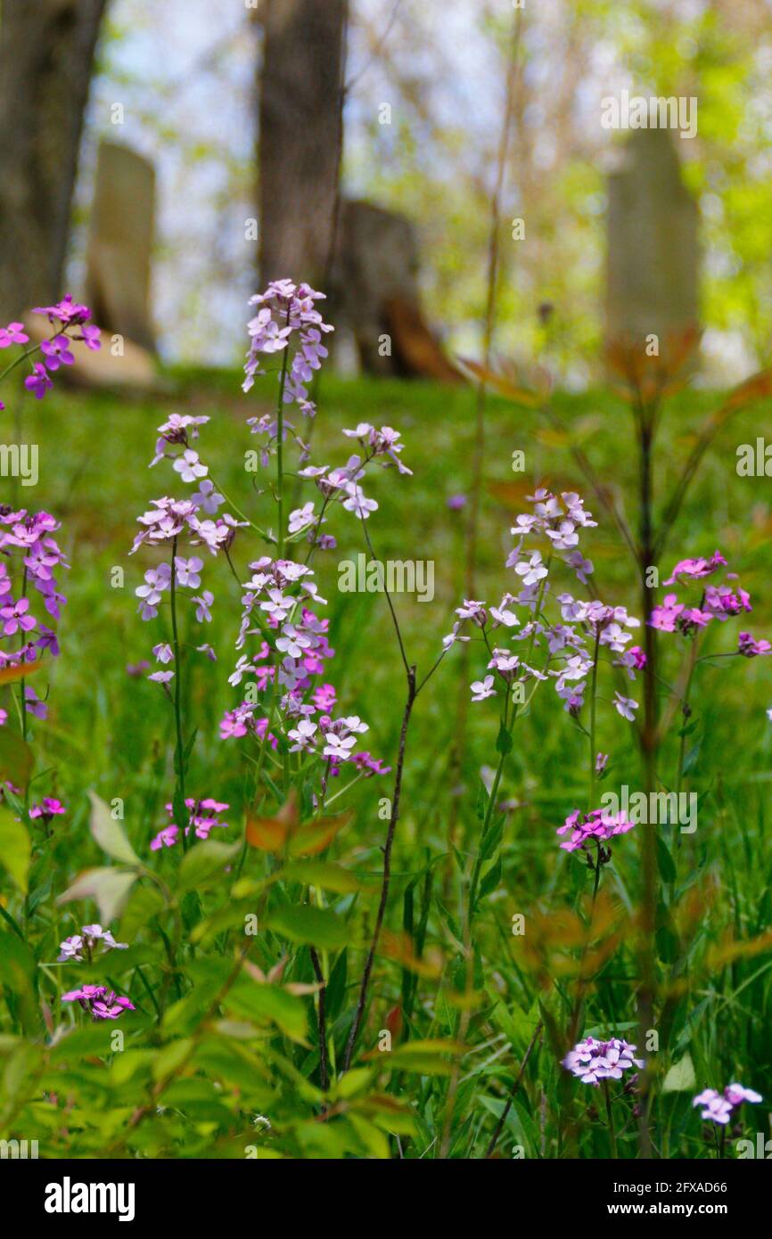 Floral hill cemetery hi-res stock photography and images - Alamy