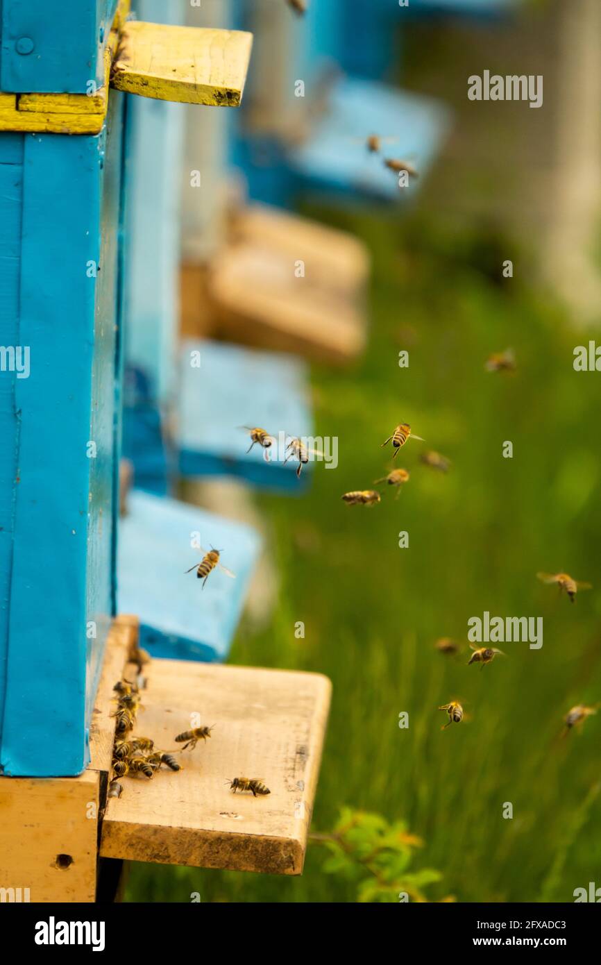 Away insects hi-res stock photography and images - Alamy