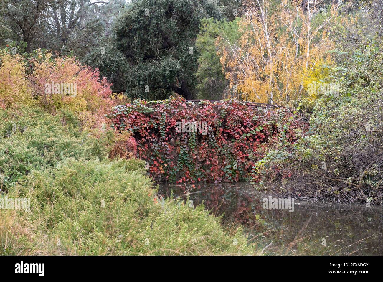 Colorful UC Davis Arboretum bridge in the Autumn, over Lake Spafford ...