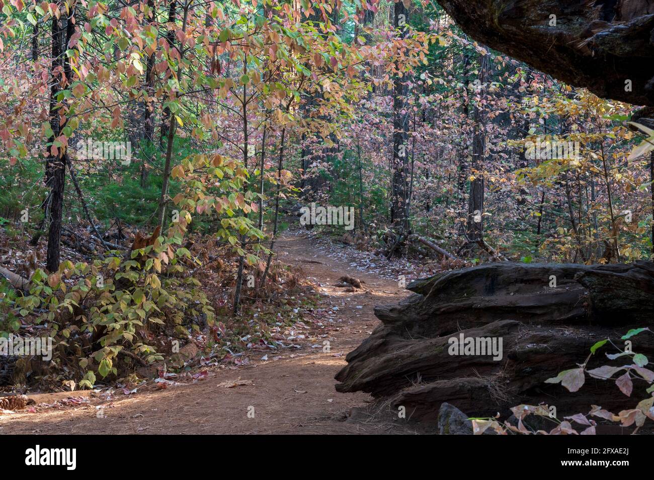 Fall colors at the South Grove trail of Calaveras Big Trees State Park ...