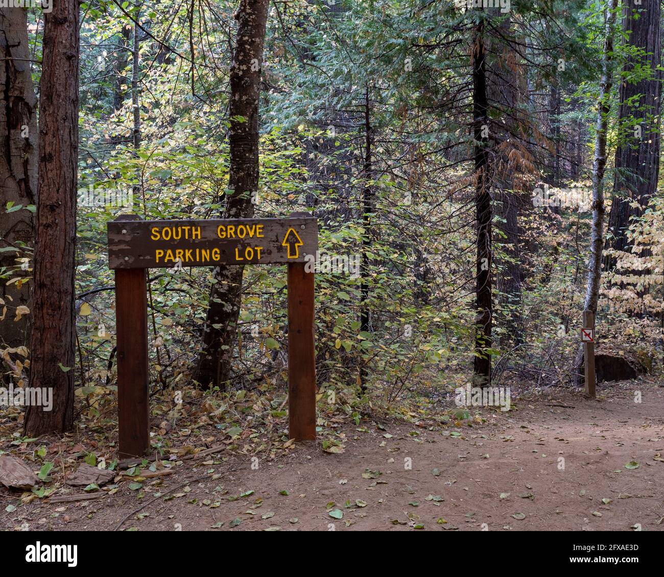 Fall colors at the South Grove trail of Calaveras Big Trees State Park ...