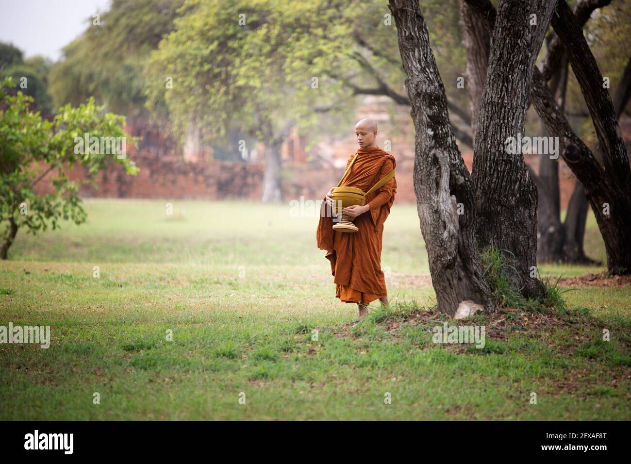 The monk walks in the park, the monk meditates under the Buddha's tree ...