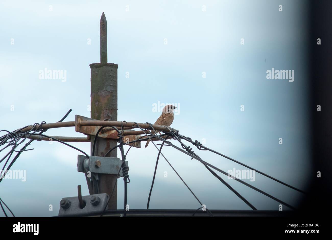 Sparrow standing on electricity tower, power tower Stock Photo - Alamy