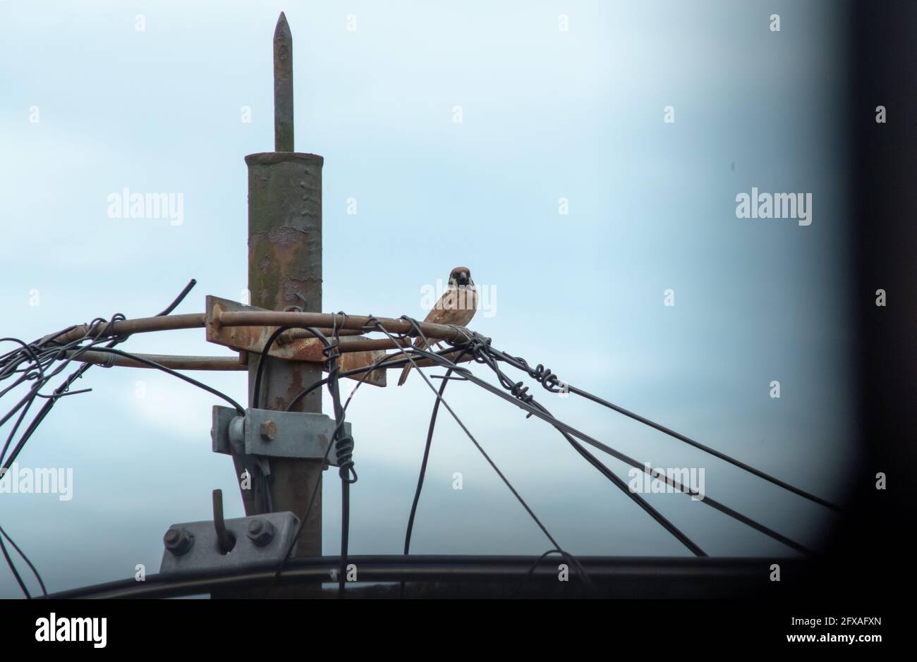 Sparrow standing on electricity tower, power tower Stock Photo - Alamy