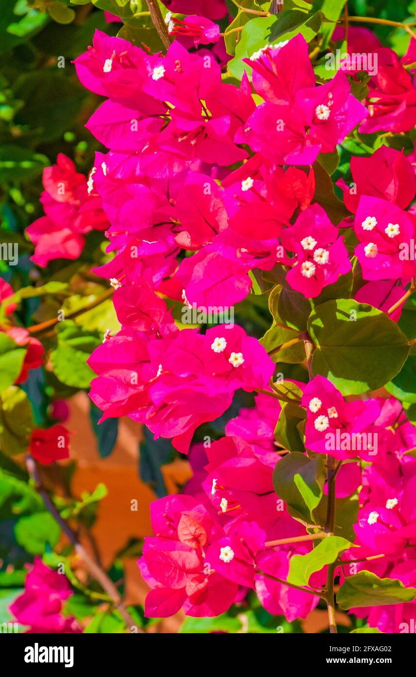 Bougainvillea pink flowers and blossoms on trees in Playa del Carmen ...