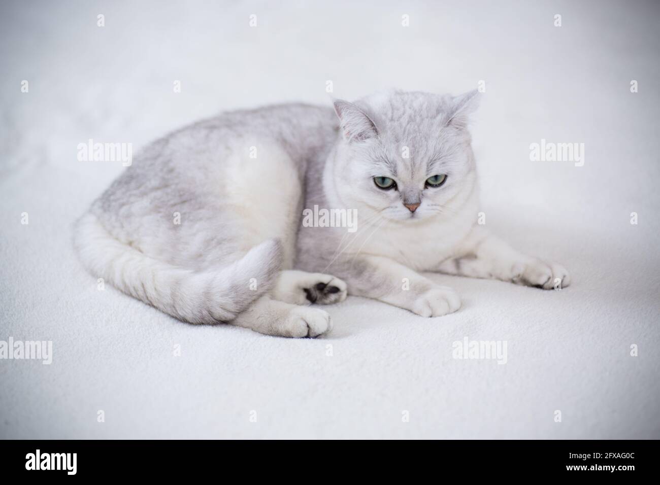 adult cat pedigree Scottish chinchilla straight ears Stock Photo - Alamy