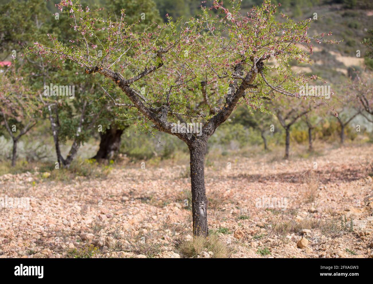 Isolated almond tree Stock Photo - Alamy