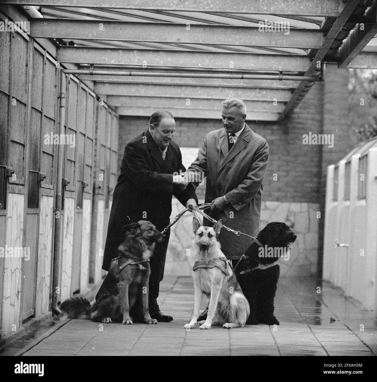 What Is Capturing In Dog Training