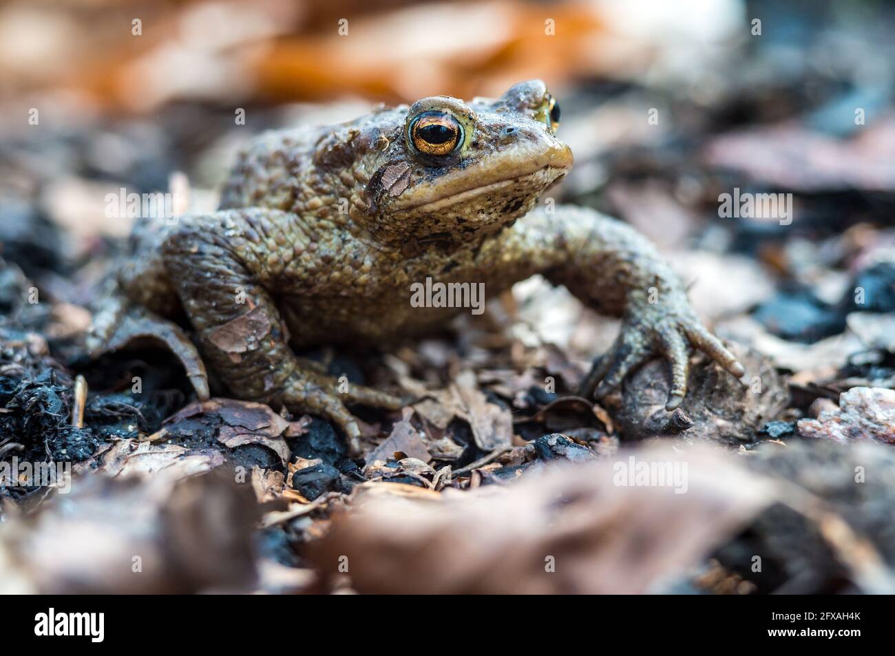 A frog in the woods. Forest Toad. Amphibian jumping through the woods ...