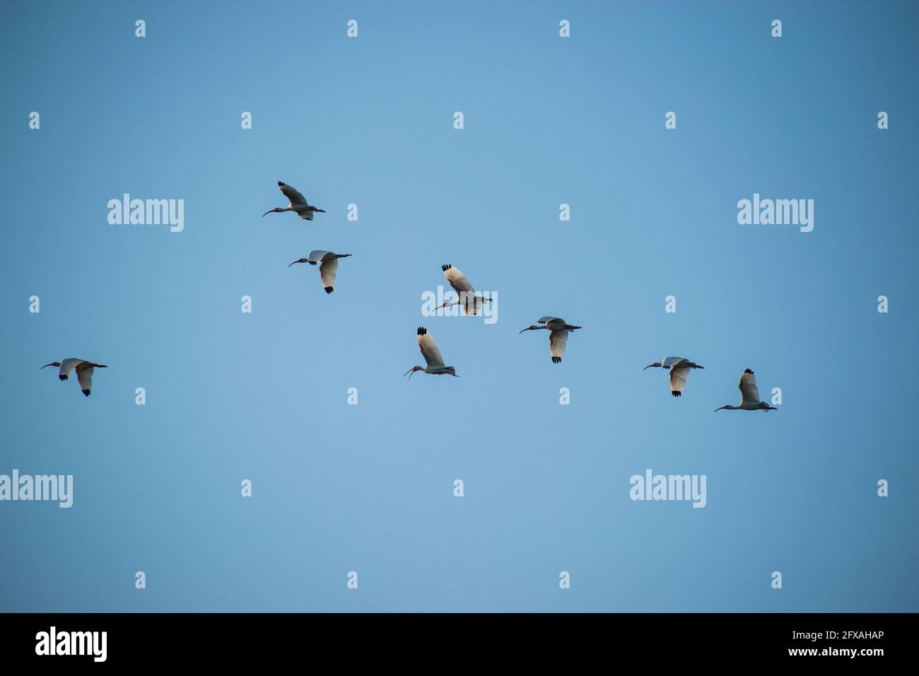 A flock of White Ibis fly through the sky in Tampa, Florida Stock Photo ...
