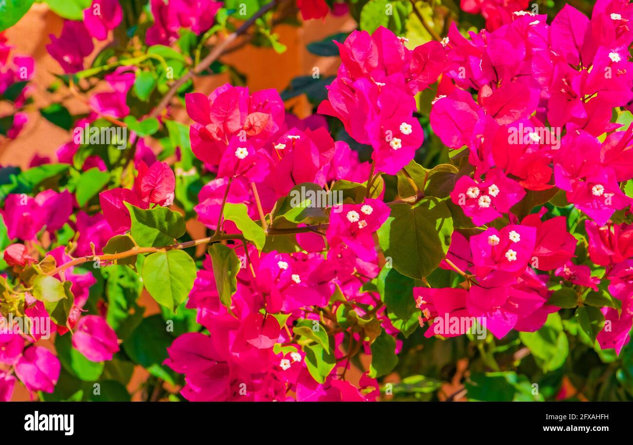 Bougainvillea pink flowers and blossoms on trees in Playa del Carmen ...