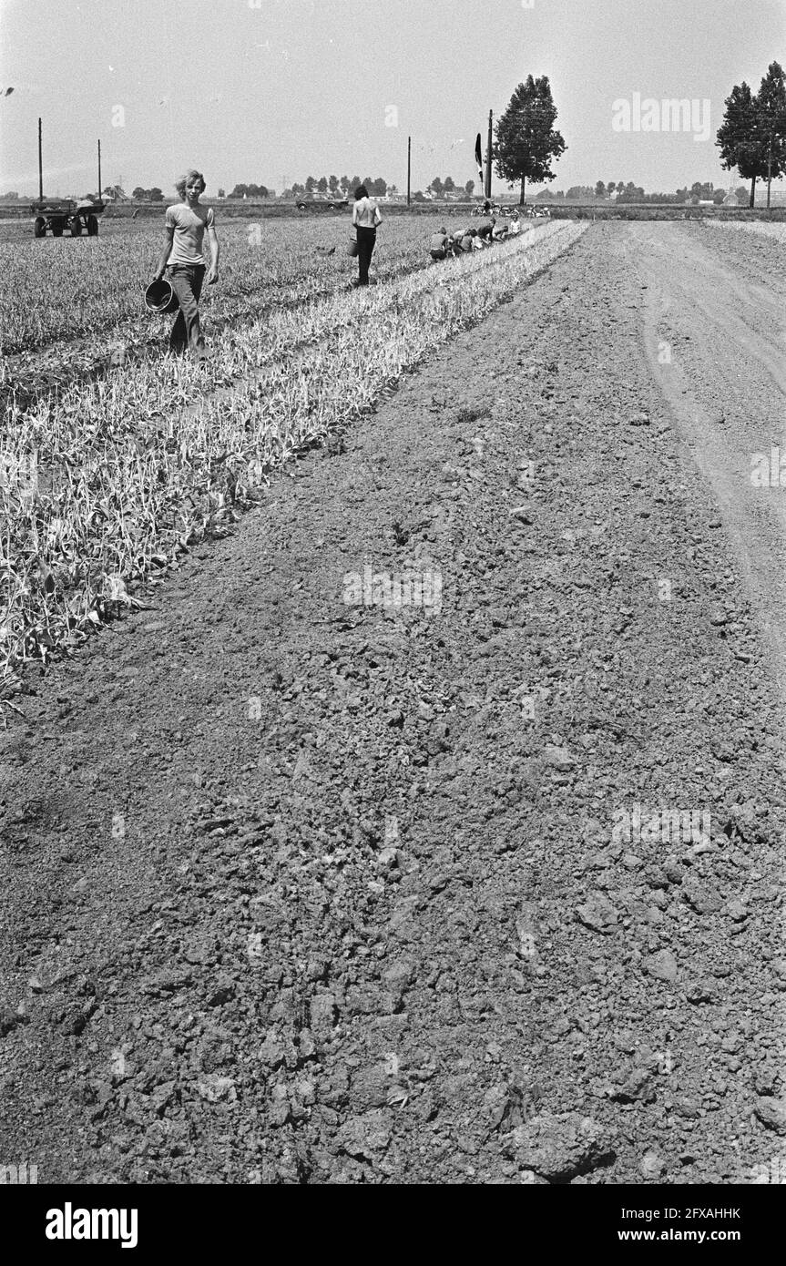 Drought: dehydrated fields, June 28, 1976, drought, The Netherlands ...