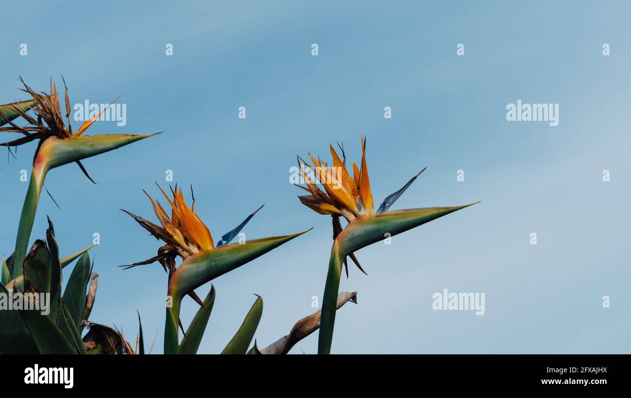 Closeu shot of strelitzia flowers growing in the garden in a blue sky ...
