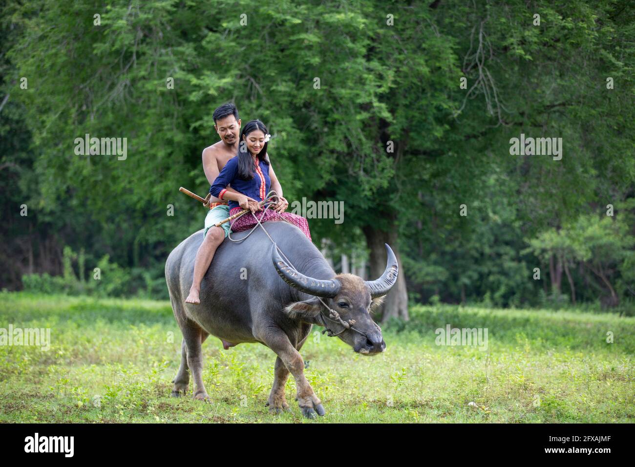 portrait of beautiful Asian woman and man riding buffalo in field at ...