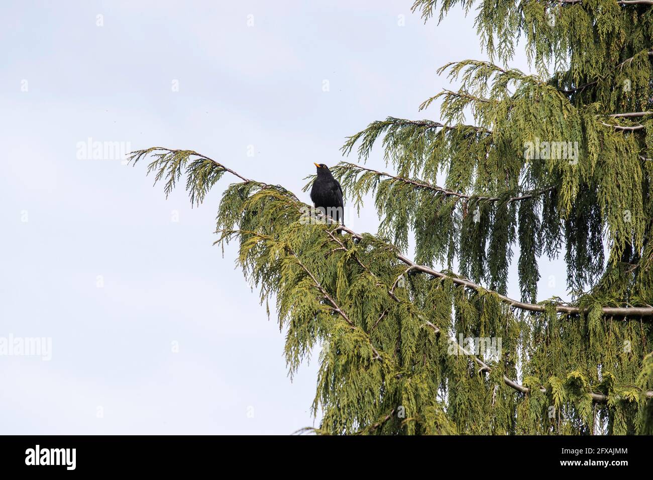 Limb of fir hi-res stock photography and images - Alamy