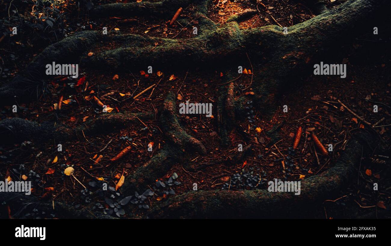 Dark background of mossy tree roots on the surface Stock Photo - Alamy