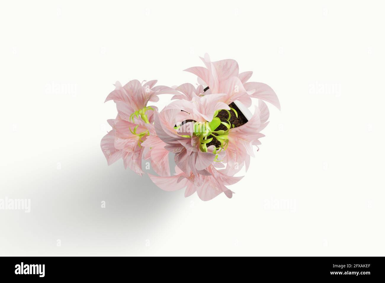 Blooming flower pink peony close up, top view isolated on white Stock ...
