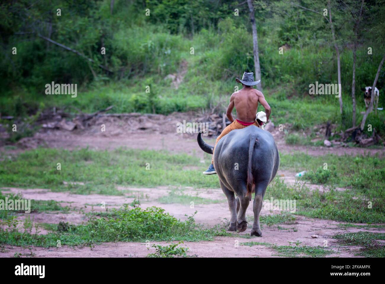 Farmer riding a buffalo on the field at countryside. this lifestyle ...