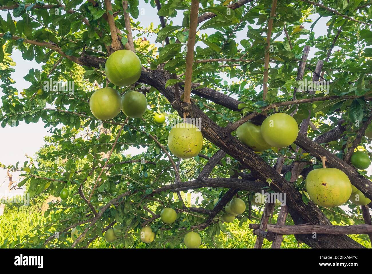 Cerbera Odollam or Suicide fruits on tree is a Thai herbs with ...