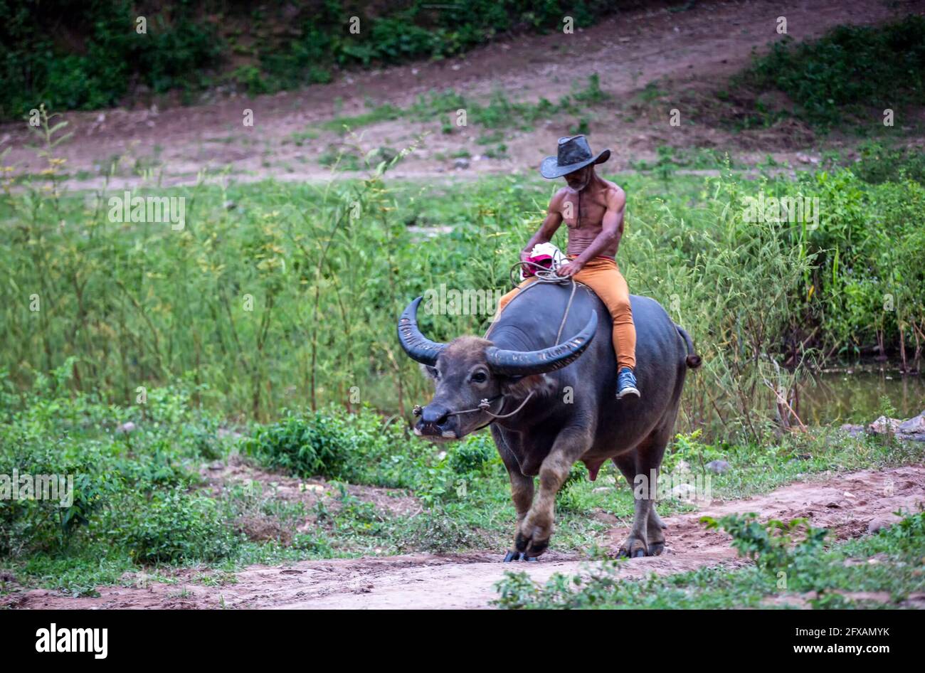 Farmer riding a buffalo on the field at countryside. this lifestyle ...