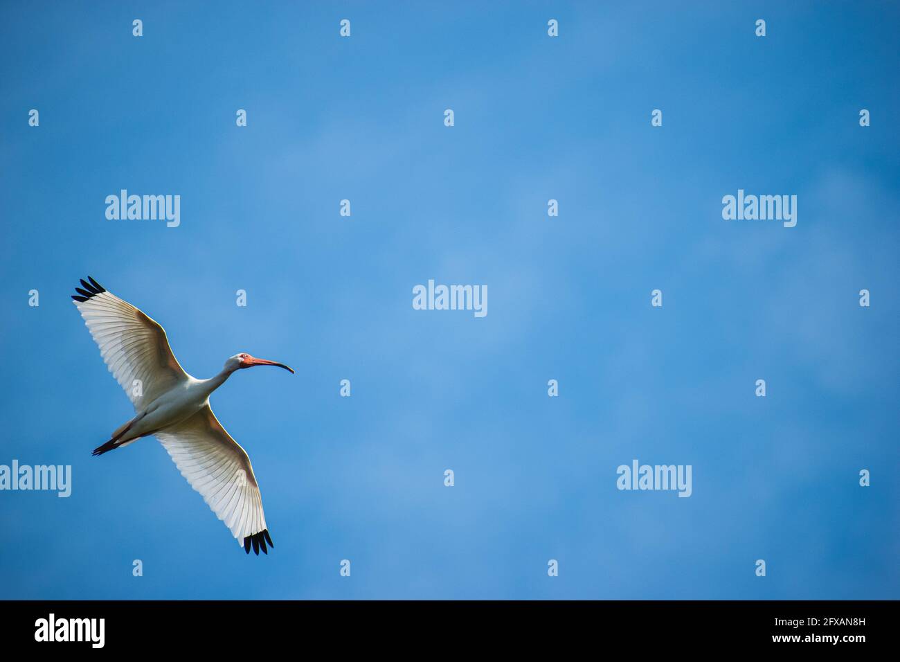 A beautiful White Ibis flies above at a nature preserve in Florida ...