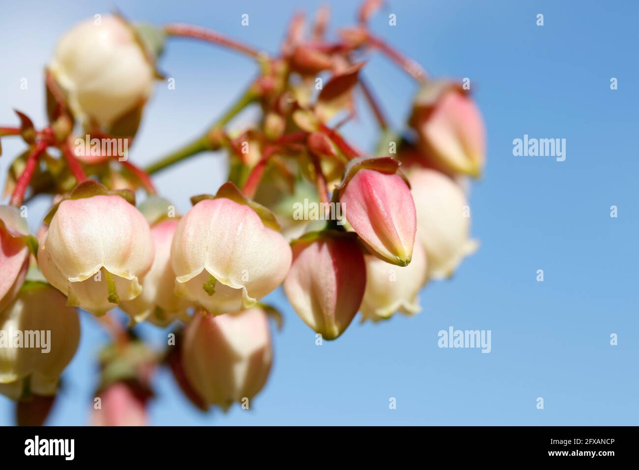 Blueberry plant flowers hi-res stock photography and images - Alamy