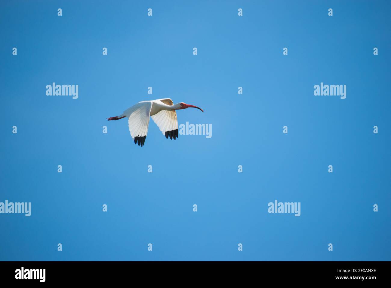 A beautiful White Ibis flies above at a nature preserve in Florida ...