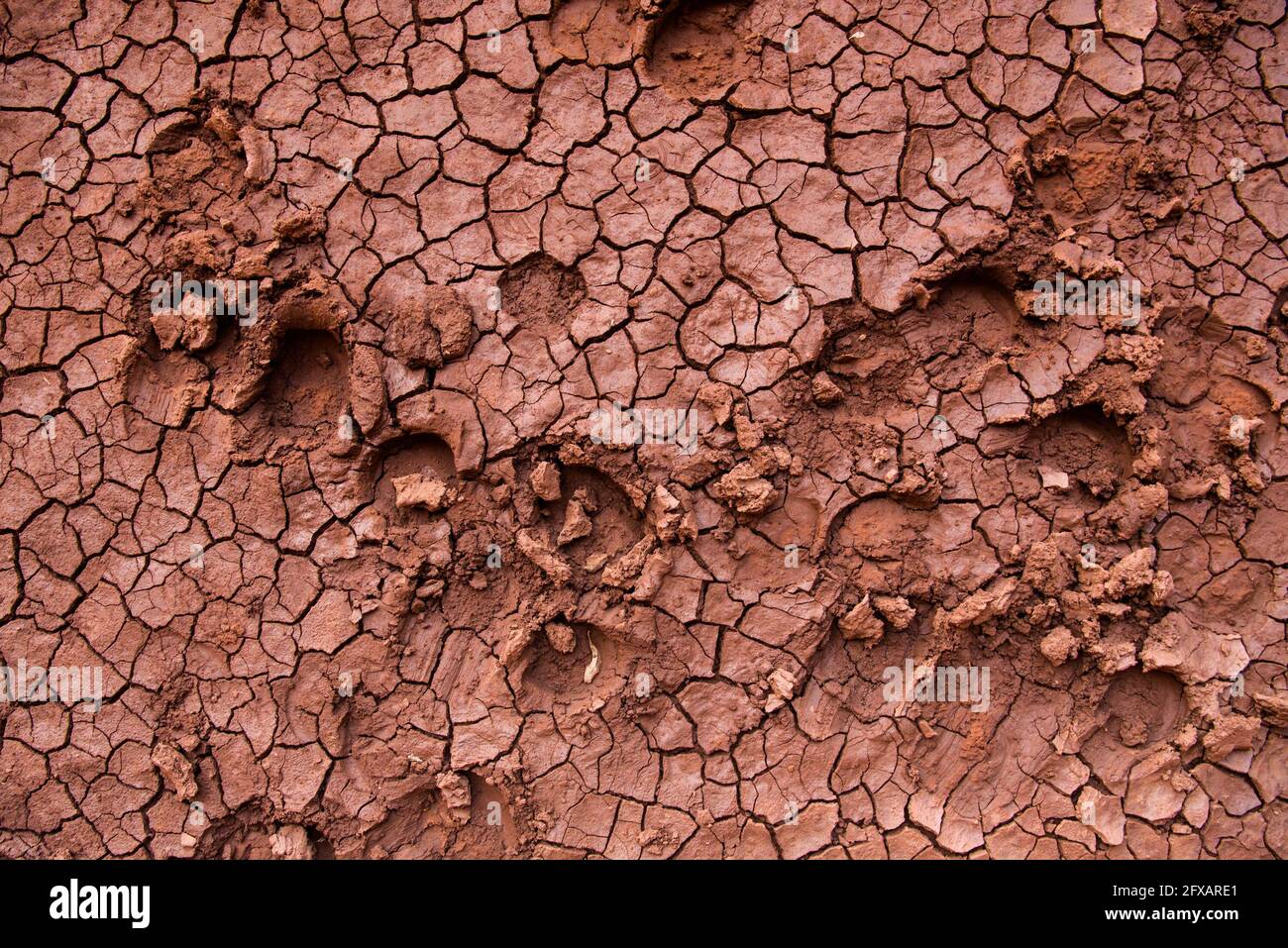 Red clay ground texture with horse hoof prints Stock Photo - Alamy