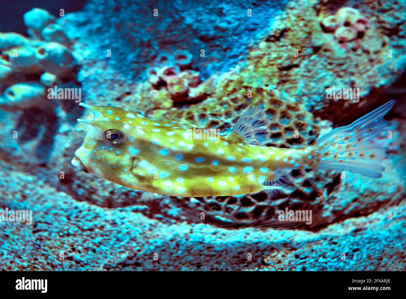 Horned boxfish in fish tank of saltwater aquarium Stock Photo - Alamy