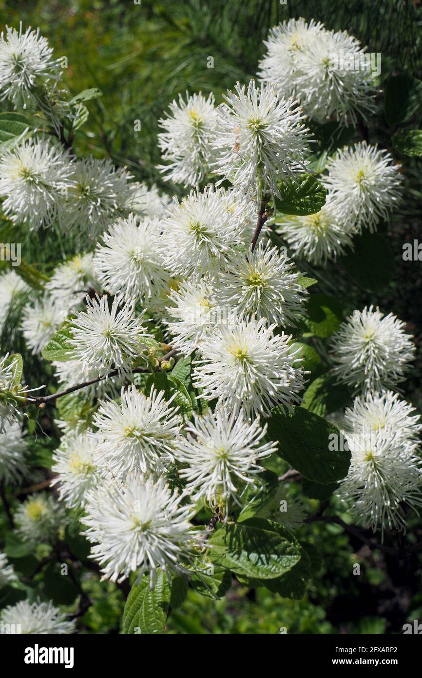 Witch hazel bush hi-res stock photography and images - Alamy
