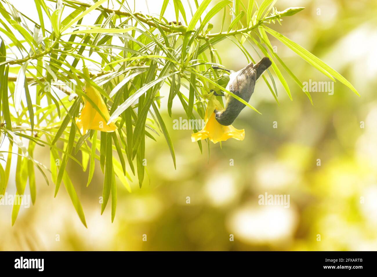 The purple sunbird , Cinnyris asiaticus, a small sunbird. Sucking ...