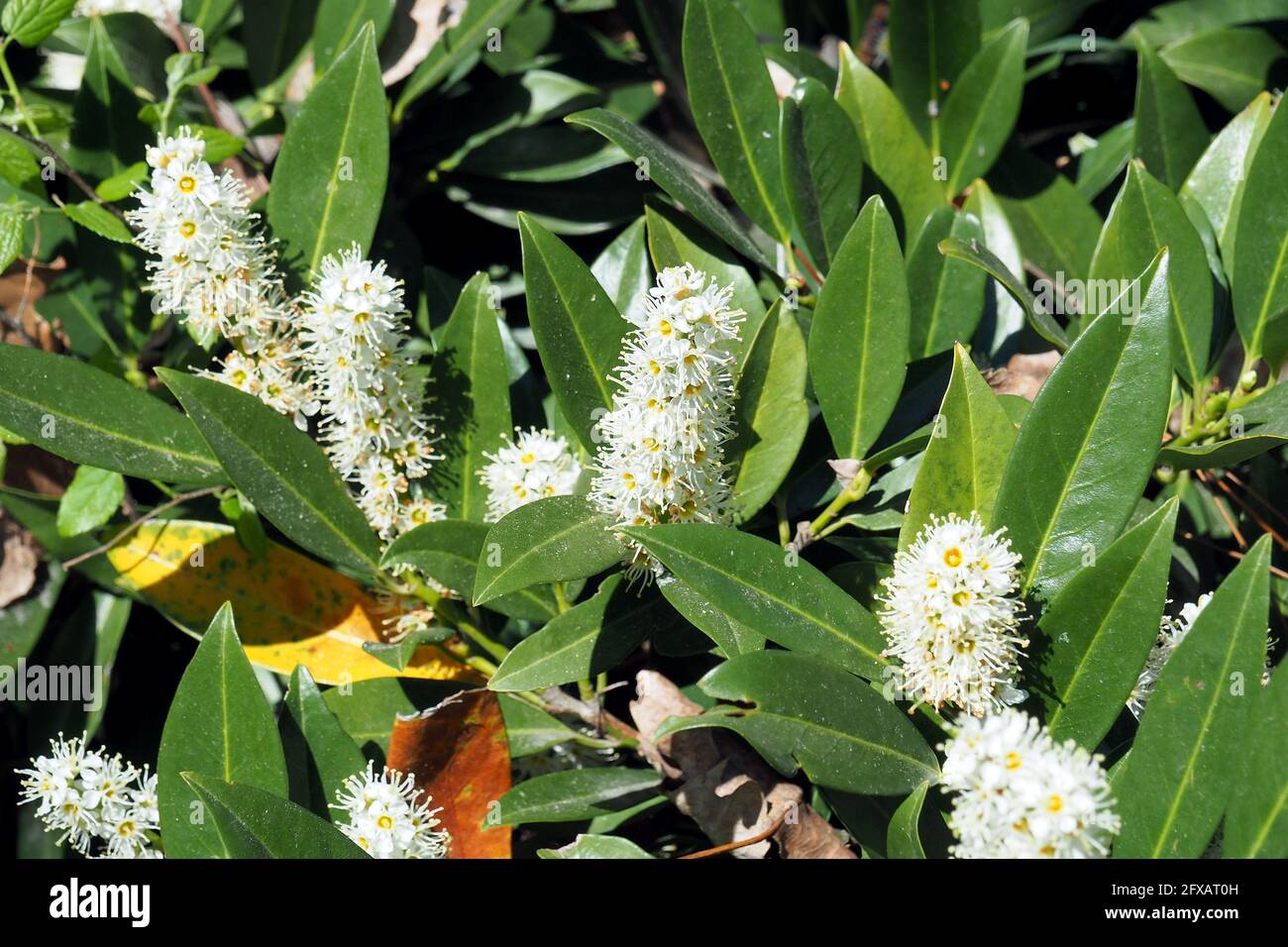 cherry laurel, common laurel, English laurel, Lorbeerkirsche ...