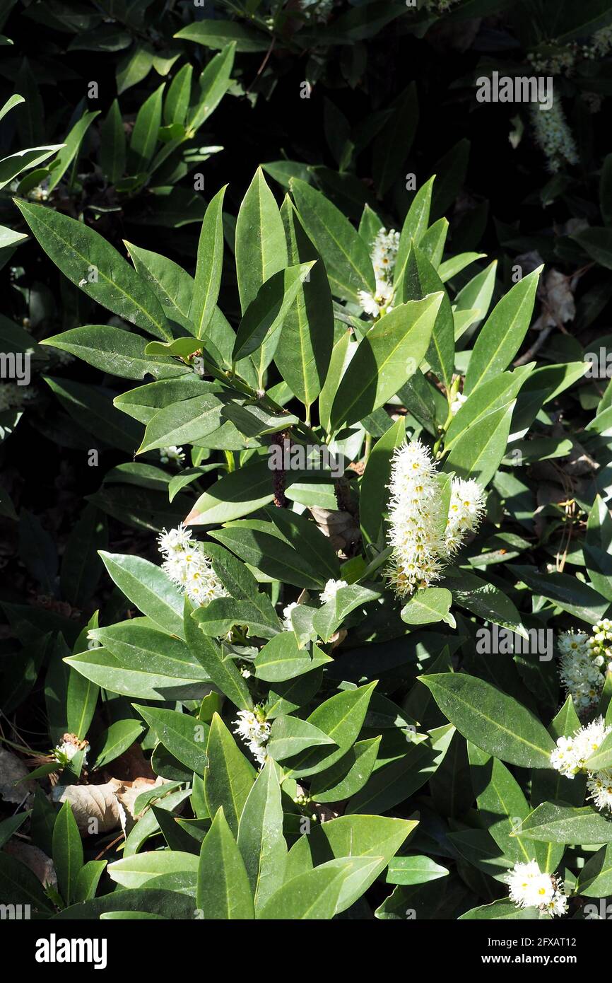 cherry laurel, common laurel, English laurel, Lorbeerkirsche ...