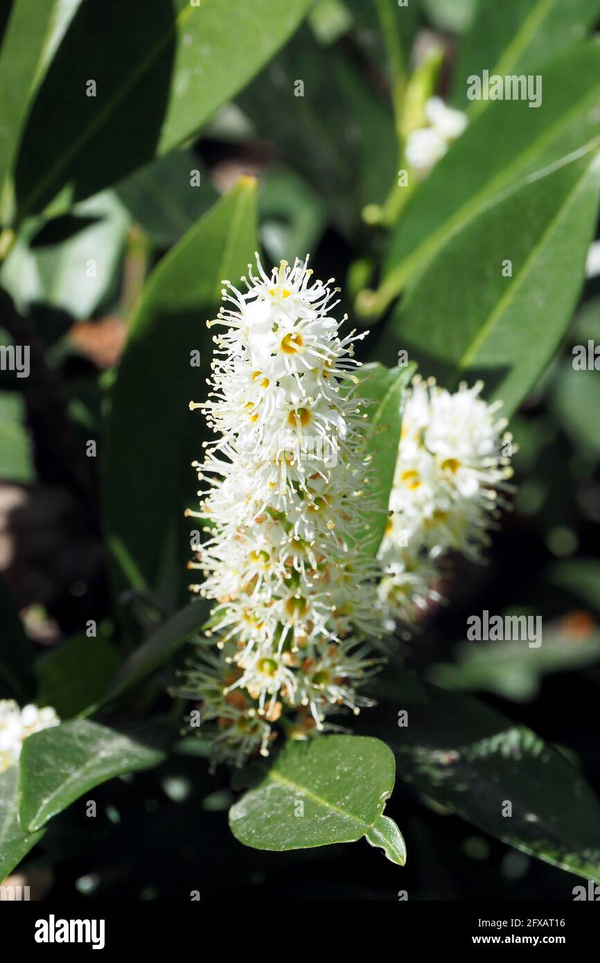 cherry laurel, common laurel, English laurel, Lorbeerkirsche ...