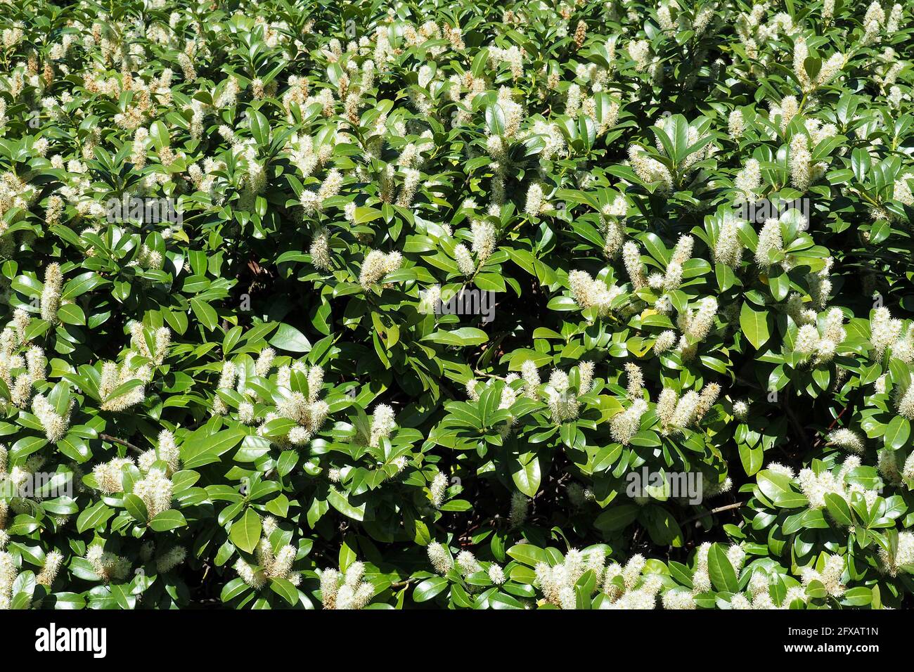 cherry laurel, common laurel, English laurel, Lorbeerkirsche ...