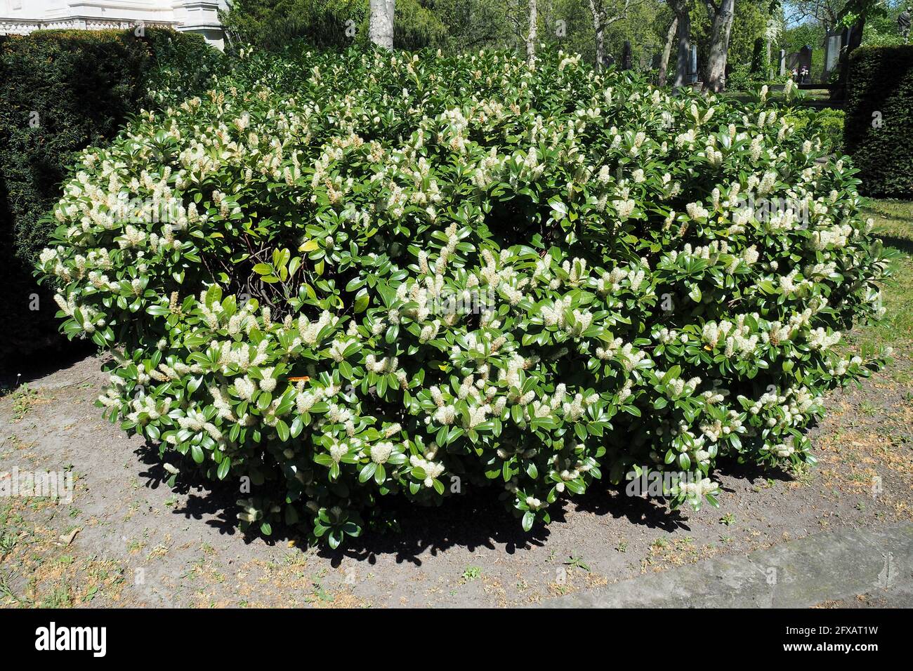 cherry laurel, common laurel, English laurel, Lorbeerkirsche ...