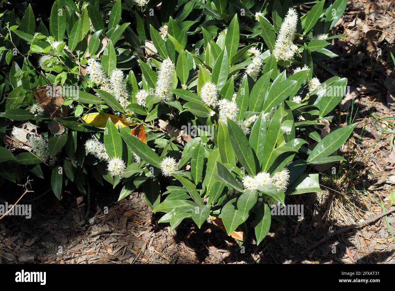 Kirschlorbeer prunus laurocerasus hi-res stock photography and images ...