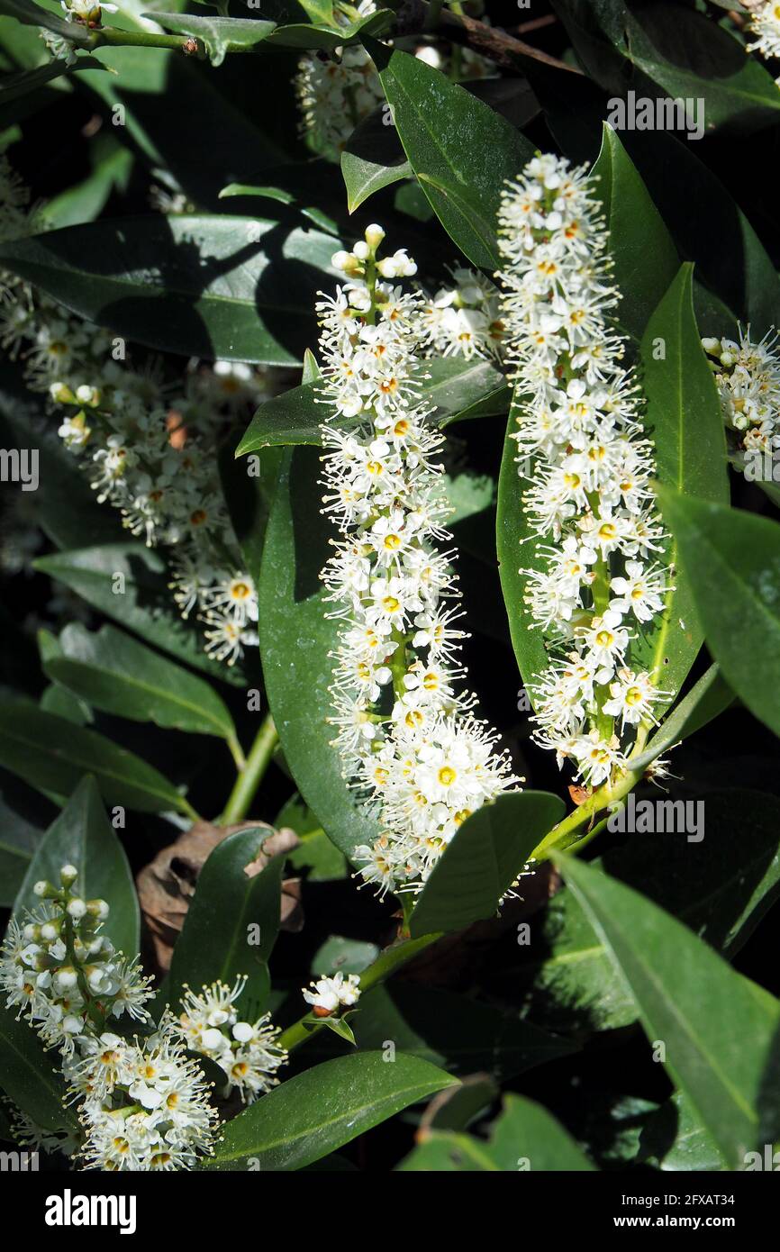 cherry laurel, common laurel, English laurel, Lorbeerkirsche ...